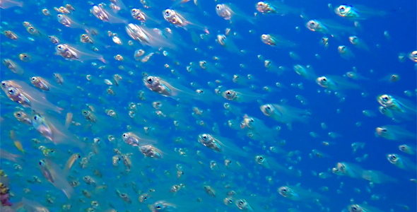 Beautiful Glassfish with Blue Water Bacground, Stock Footage | VideoHive
