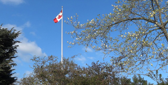 Canada Flag and Spring Trees, Stock Footage | VideoHive