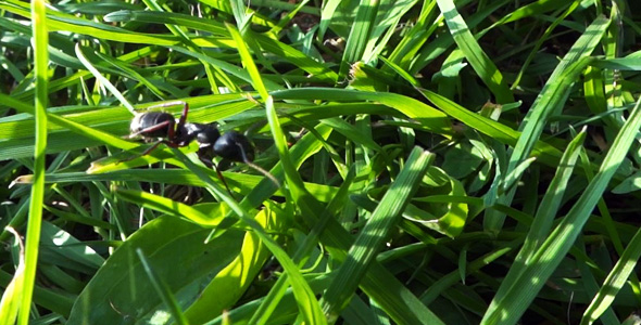 Ant in Grass, Stock Footage | VideoHive