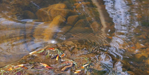 Spring Water Stream - 01, Stock Footage | VideoHive