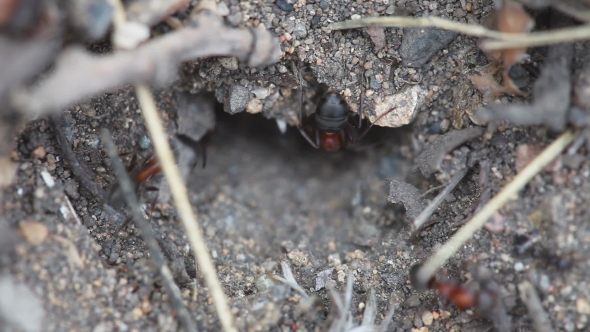 Ants In An Anthill , Stock Footage | VideoHive