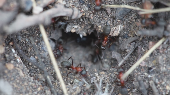 Ants In An Anthill , Stock Footage | VideoHive