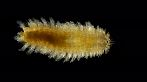 a Worm of the Chrysopetalidae Family Under a Microscope, Class ...