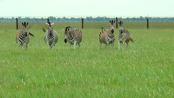 Family of Zebras in the Spring Steppe, Stock Footage | VideoHive