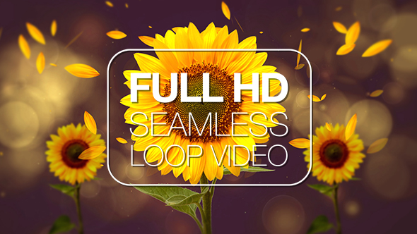 Sun Flower Background, Motion Graphics | VideoHive
