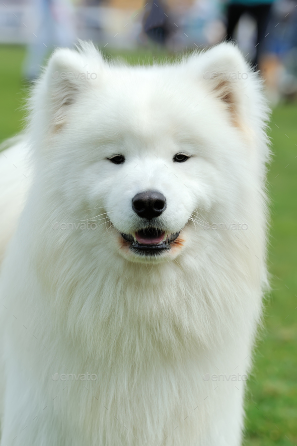 White Samoyed portrait Stock Photo by byrdyak | PhotoDune