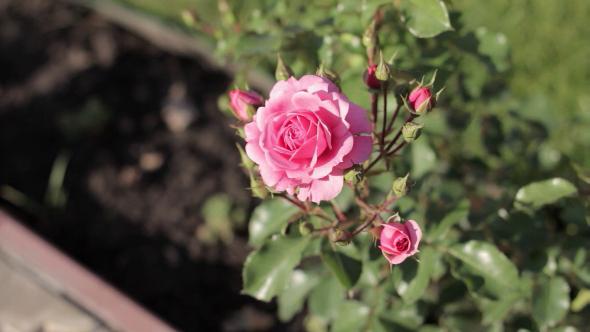 Rose, Stock Footage | VideoHive