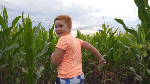 Happy Small Red-haired Boy Running Through Corn Field, Turning To ...