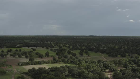 Africa Mali Forest Aerial View, Stock Footage | VideoHive