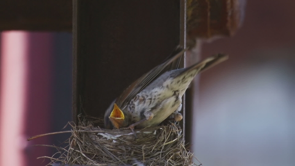 Female Fieldfare On The Nest, Stock Footage | VideoHive