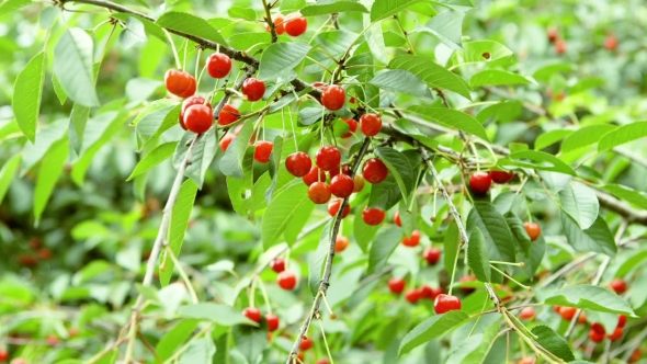 Cherry Tree Full Of Red Cherries, Stock Footage | VideoHive