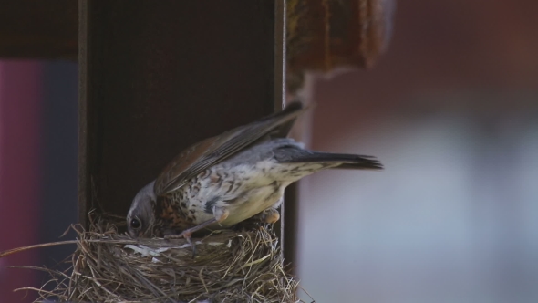 Female Fieldfare On The Nest, Stock Footage | VideoHive