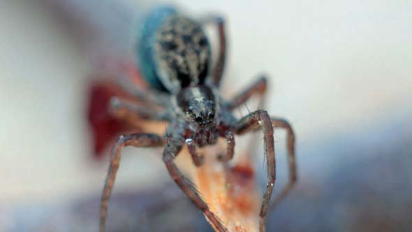 Spider Moves her Front Paws, Stock Footage | VideoHive