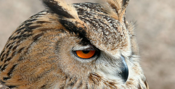Owl. Look Predator, Stock Footage | VideoHive