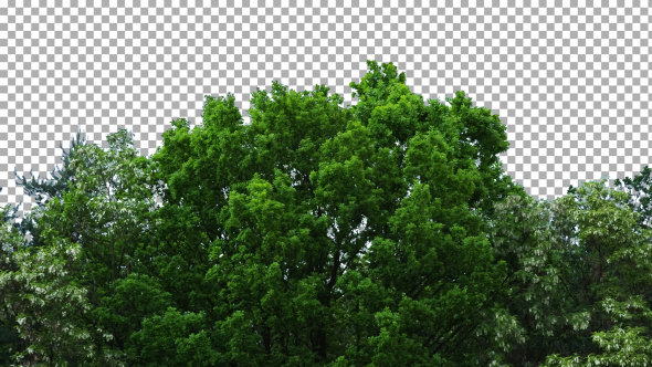 Real Trees Isolated On The Wind 7, Stock Footage | VideoHive