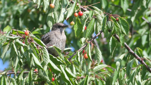 Common Blackbird Eating Cherries, Stock Footage | VideoHive