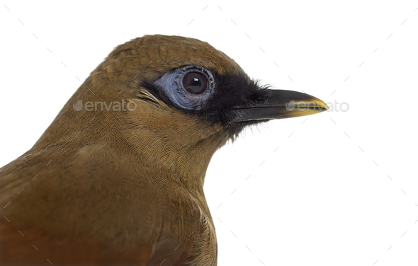 Grey Sided Laughingthrush isolated on white Stock Photo by Lifeonwhite