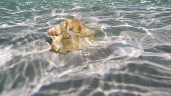 Seashell Under Water, Stock Footage | VideoHive