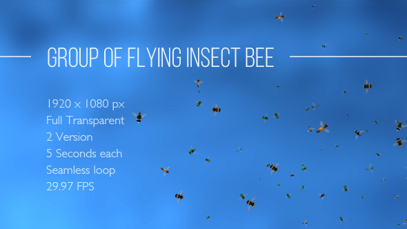 Group Of Flying Insect Bee, Motion Graphics | VideoHive