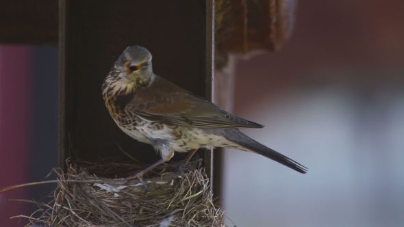 Female Fieldfare On The Nest, Stock Footage | VideoHive
