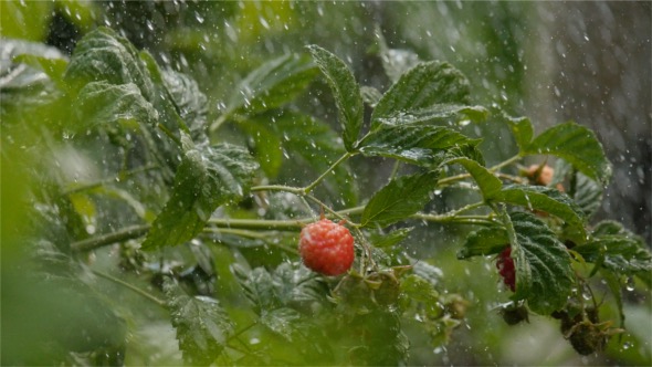 Raspberry And Rain, Stock Footage | VideoHive