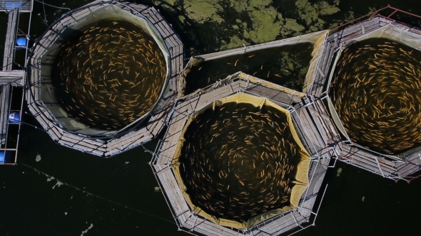 Ponds For Rearing Trout In Fisheries, Stock Footage | VideoHive