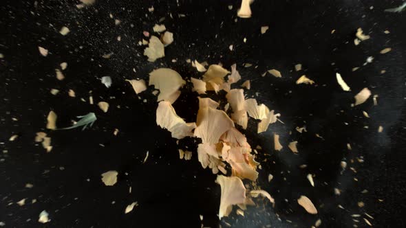 Yellow rose flower exploding in super slow motion, shot with Phantom ...