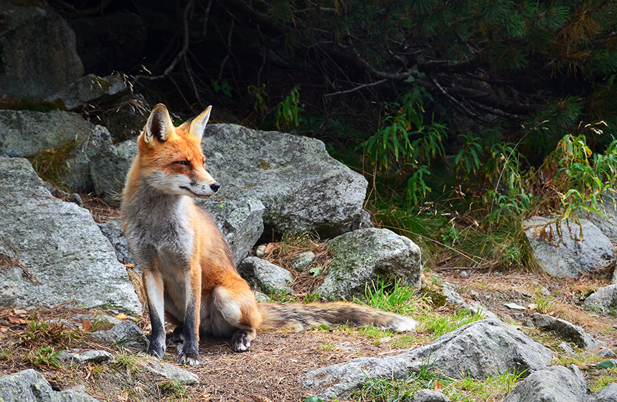 Dramatic Filters by haikhow | GraphicRiver