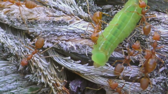 Red Ants And Green Larvae, Stock Footage | VideoHive