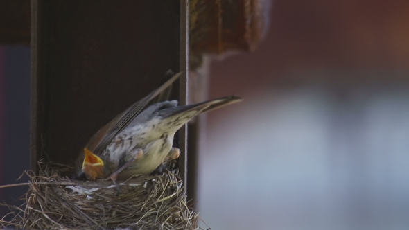 Female Fieldfare On The Nest, Stock Footage | VideoHive