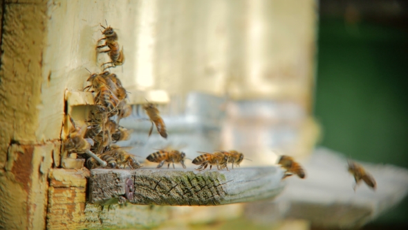 Bee Flying In Front Of a Beehive, Stock Footage | VideoHive