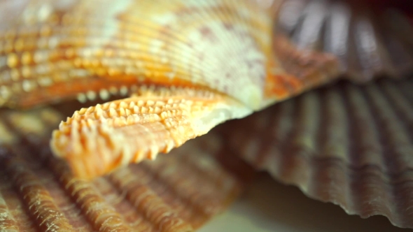 Flat Seashells, Stock Footage | VideoHive