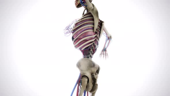 Female model with the muscle tissues mapping on her body rotating 360 ...