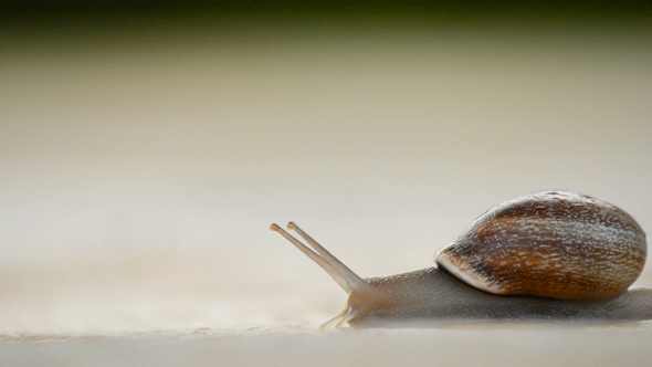 Snail Walking Slow at Sunset in the Asphalt, Stock Footage | VideoHive