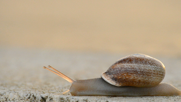 Snail Sliding Slowly, Stock Footage | VideoHive