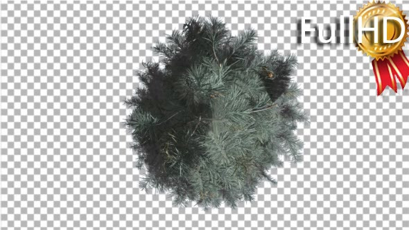 Blue Spruce Top Down Tree is Swaying at the Wind, Motion Graphics ...