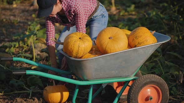 Putting Pumpkin in a Wheelbarrow, Stock Footage | VideoHive