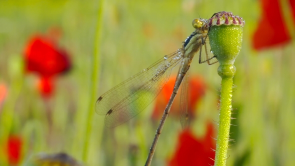 Dragonfly In Dew On Poppy Flower, Stock Footage | VideoHive