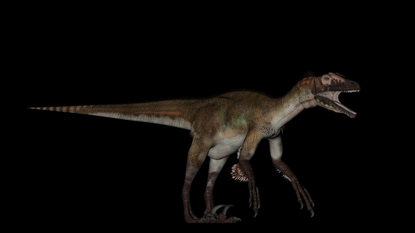 Utahraptor Dinosaur in Rotation on Black Background, Motion Graphics