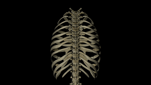 Human Thorax Structure , Motion Graphics | VideoHive