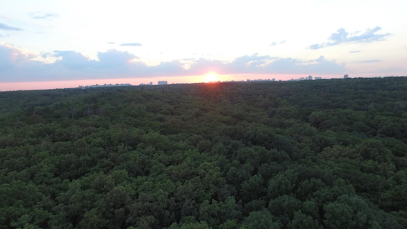 Summer Forest Sunset, Stock Footage | VideoHive
