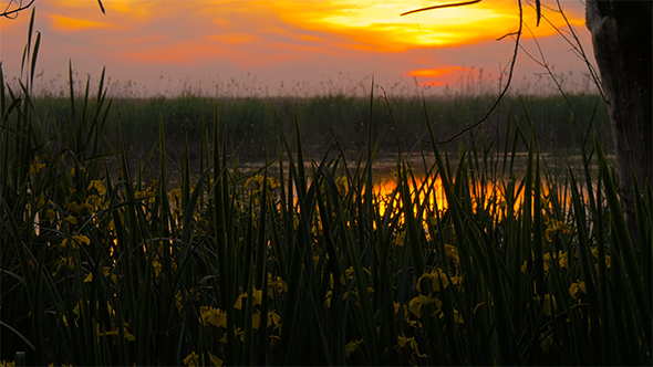 Swamp at Sunset 1, Stock Footage | VideoHive