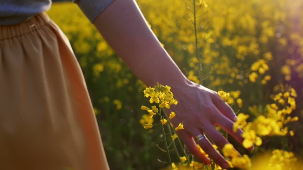 Woman's Hand Touching Flowers, Stock Footage | VideoHive