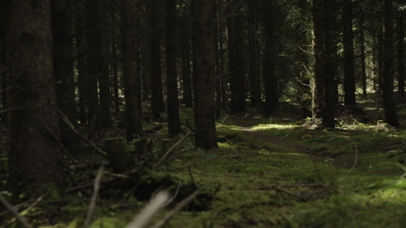Wilderness Dark Summer Forest , Stock Footage | VideoHive