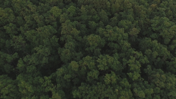 Above Forest Tree Tops at Sunset, Stock Footage | VideoHive