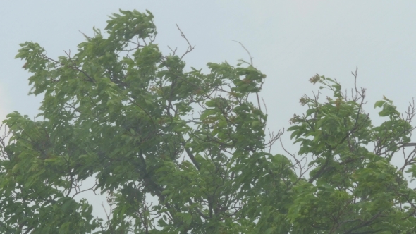 Tree Branches And Leaves In The Wind, Stock Footage | VideoHive