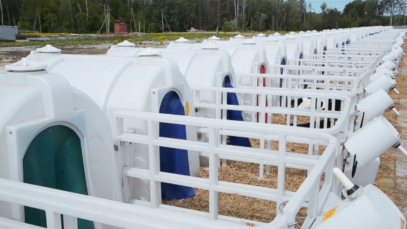 Individual Boxes For Cows And Calves, Stock Footage | VideoHive