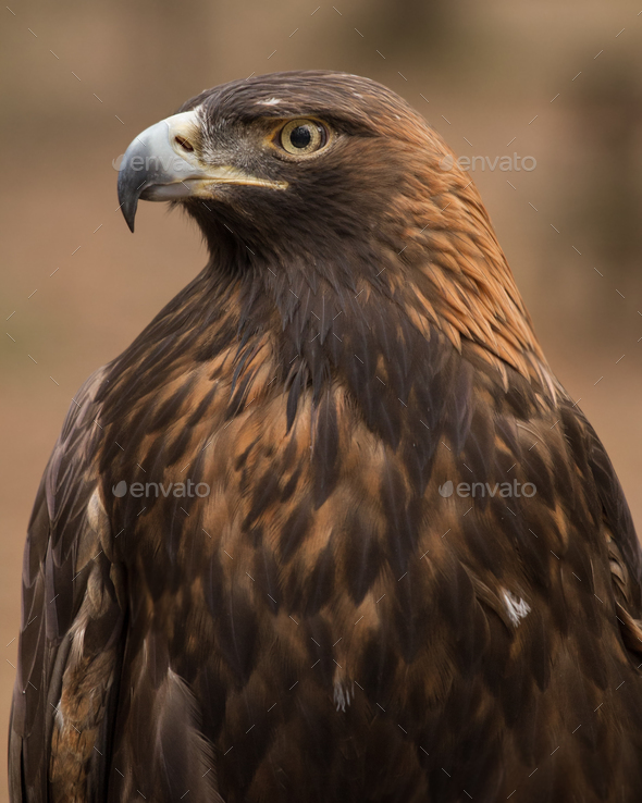 Golden Eagle Portrait Stock Photo by mattcuda | PhotoDune
