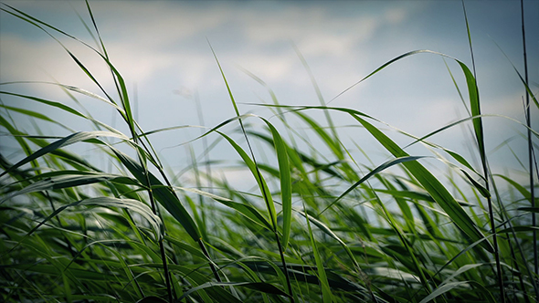 Long Grass Blowing in Wind, Stock Footage | VideoHive