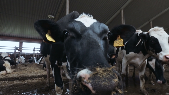 Cow Nose Sniffing The Camera, Stock Footage | VideoHive